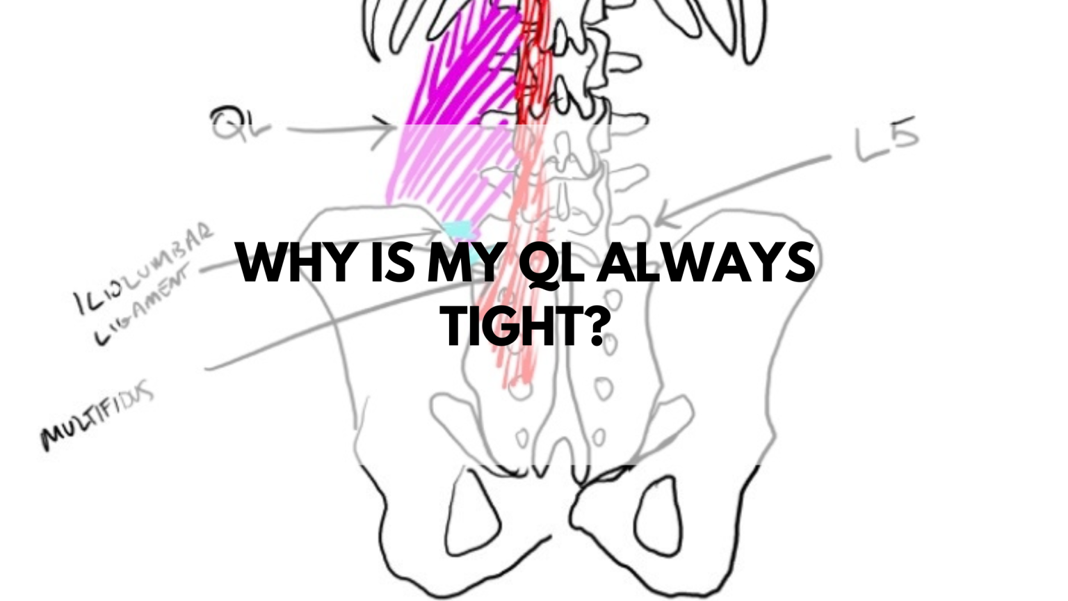 Why is my QL muscle always tight? - Acupuncture , Dry Needling ...