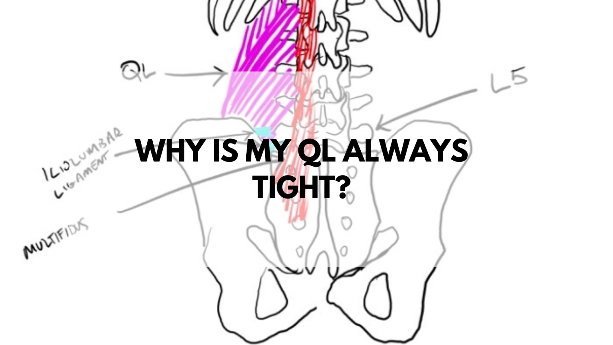 Why is my QL muscle always tight? - Acupuncture , Dry Needling ...