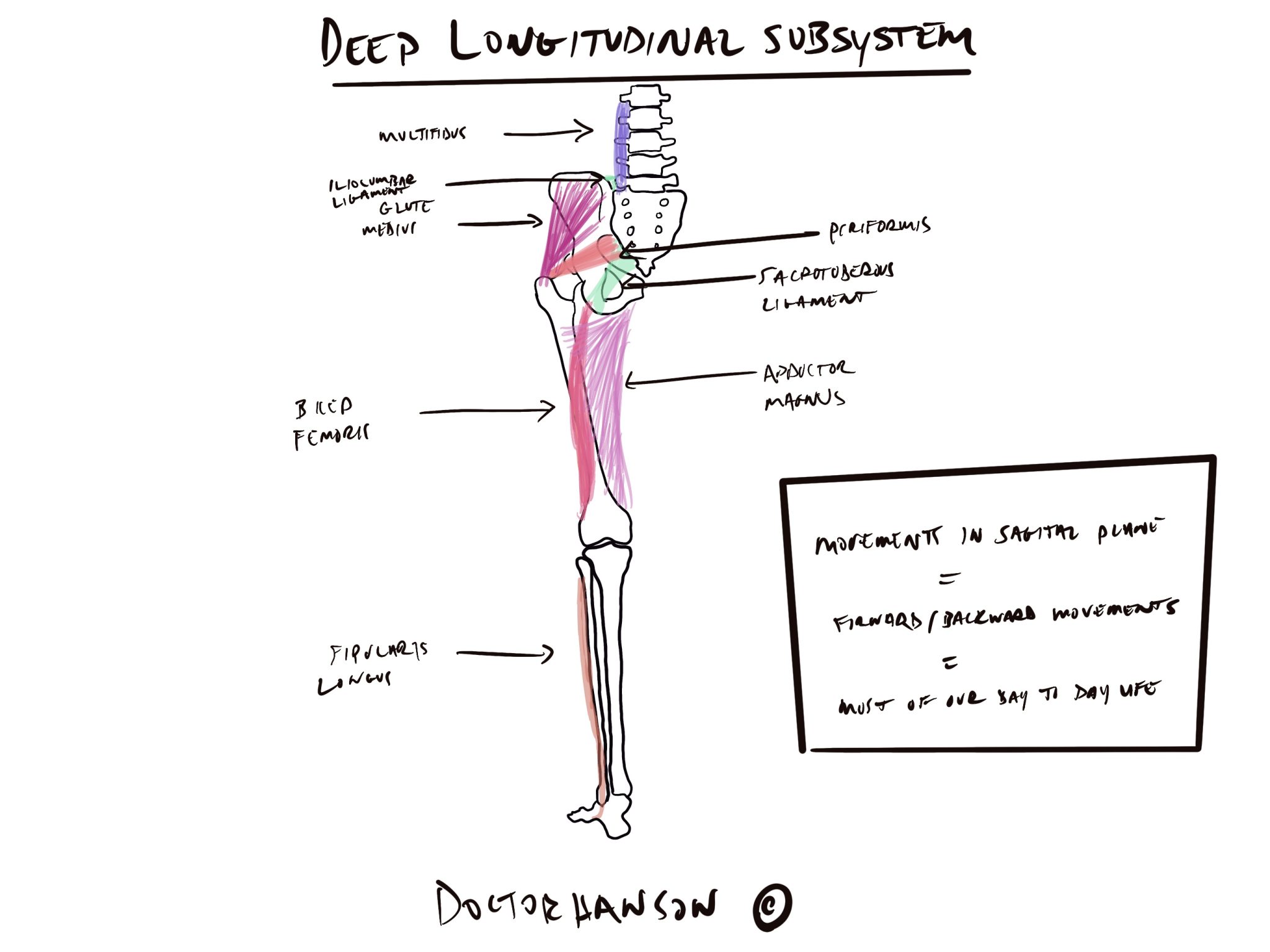 Dry Needling for the Deep Longitudinal Subsystem Dysfunction - A Common Pattern in Lowback, SI ...